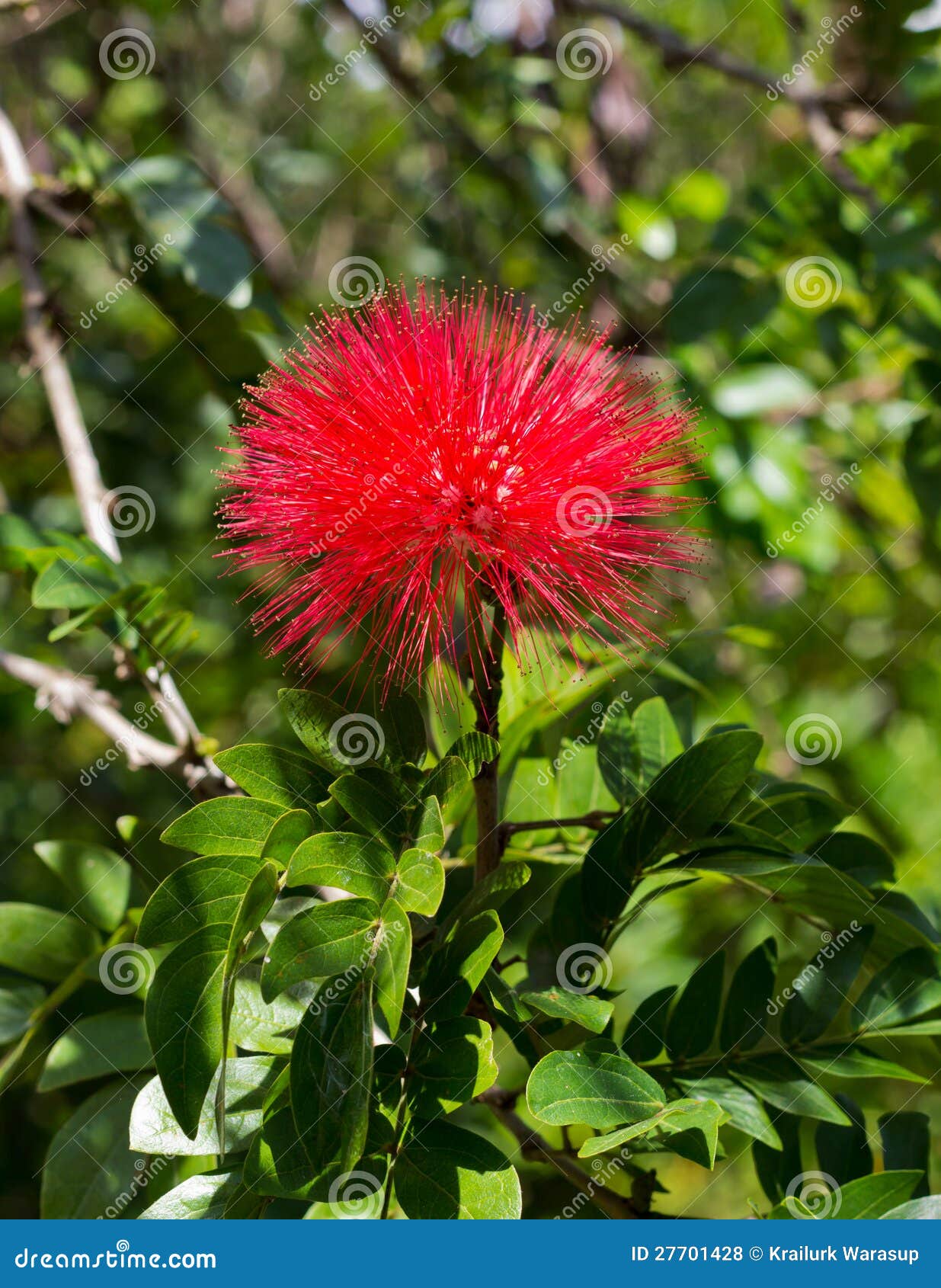 Red Powderpuff stock photo. Image of leafs, nature, botanical - 27701428
