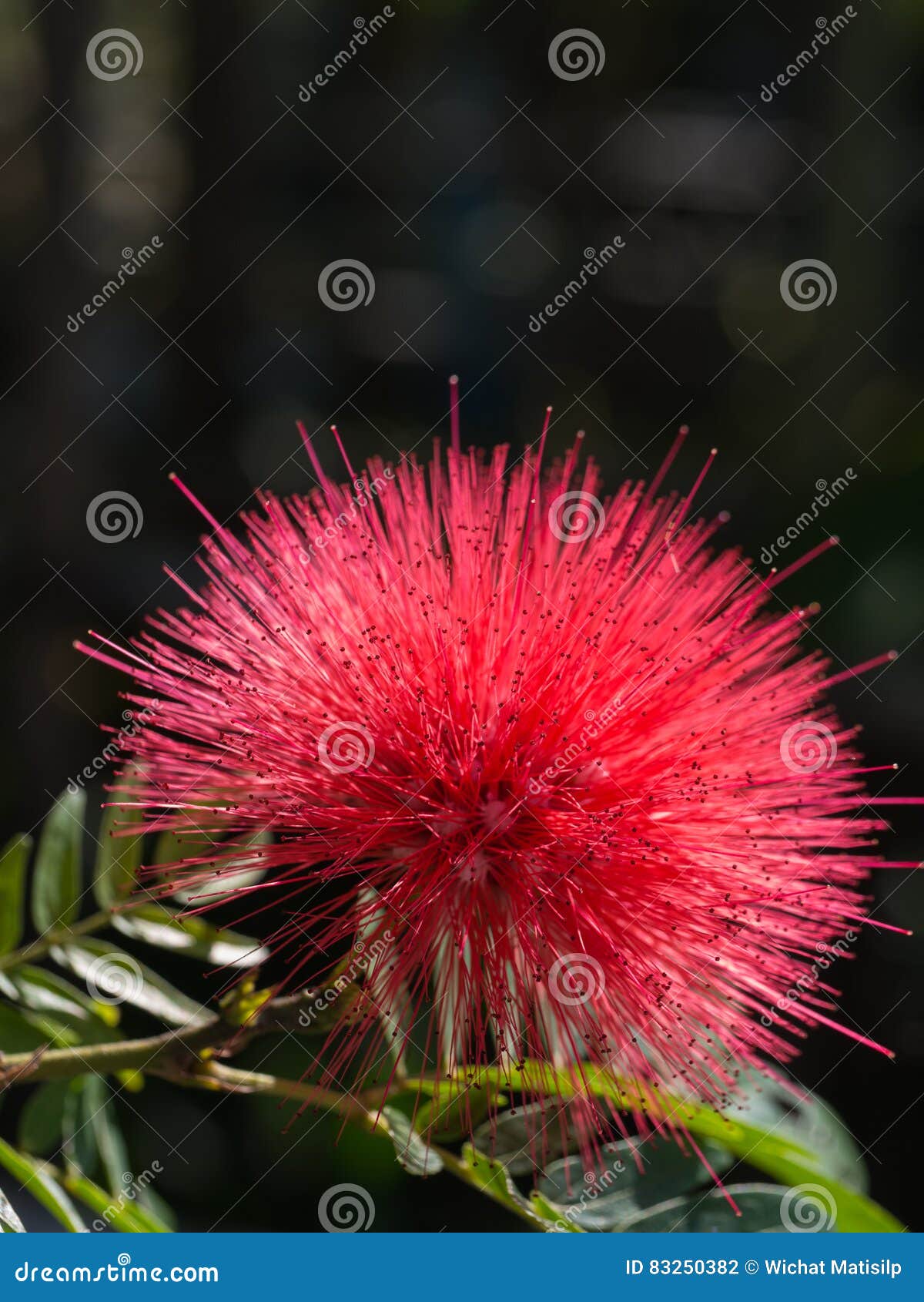 Red Powderpuff Flower Blooming Stock Photo - Image of julibrissin ...