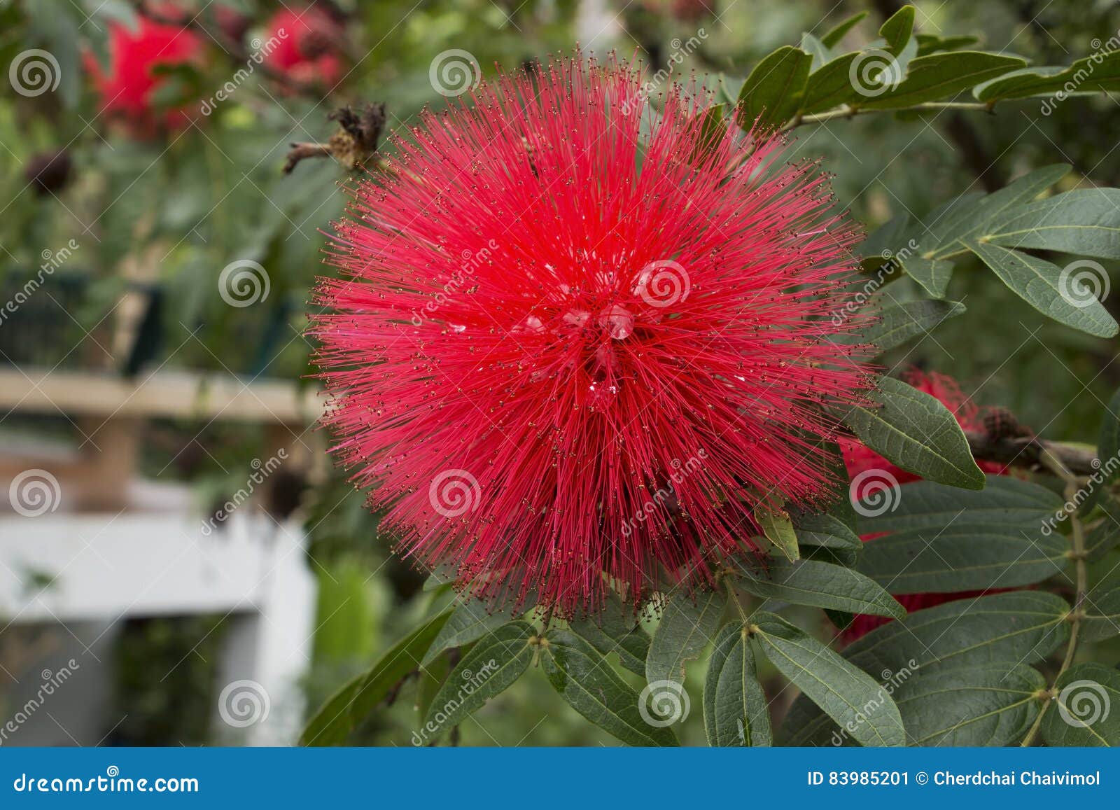 Red Powderpuff Flower stock image. Image of exotic, fluffy - 83985201