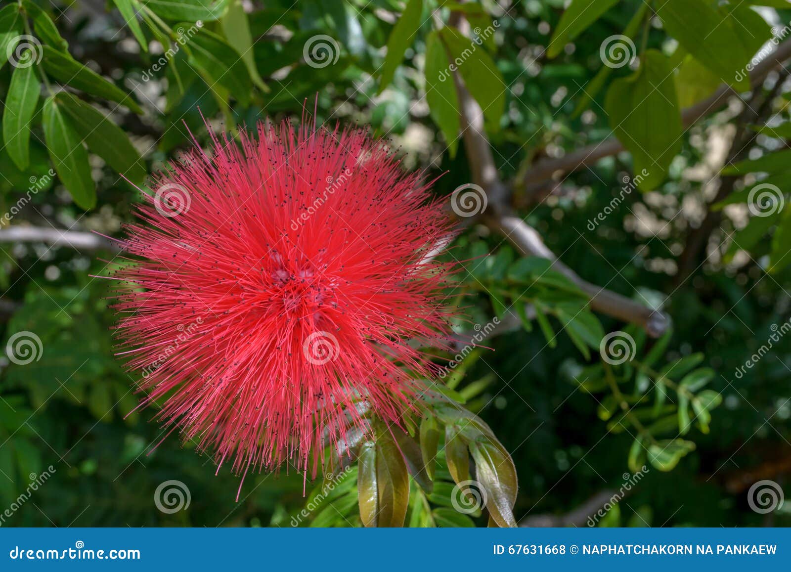 Red powderpuff stock photo. Image of calliandra, botany - 67631668