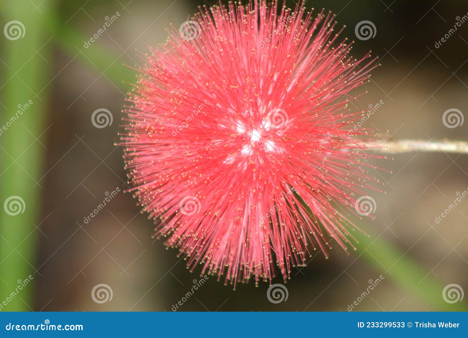 Powderpuff Plant Haemanthus Coccineus Stock Photo | CartoonDealer.com ...
