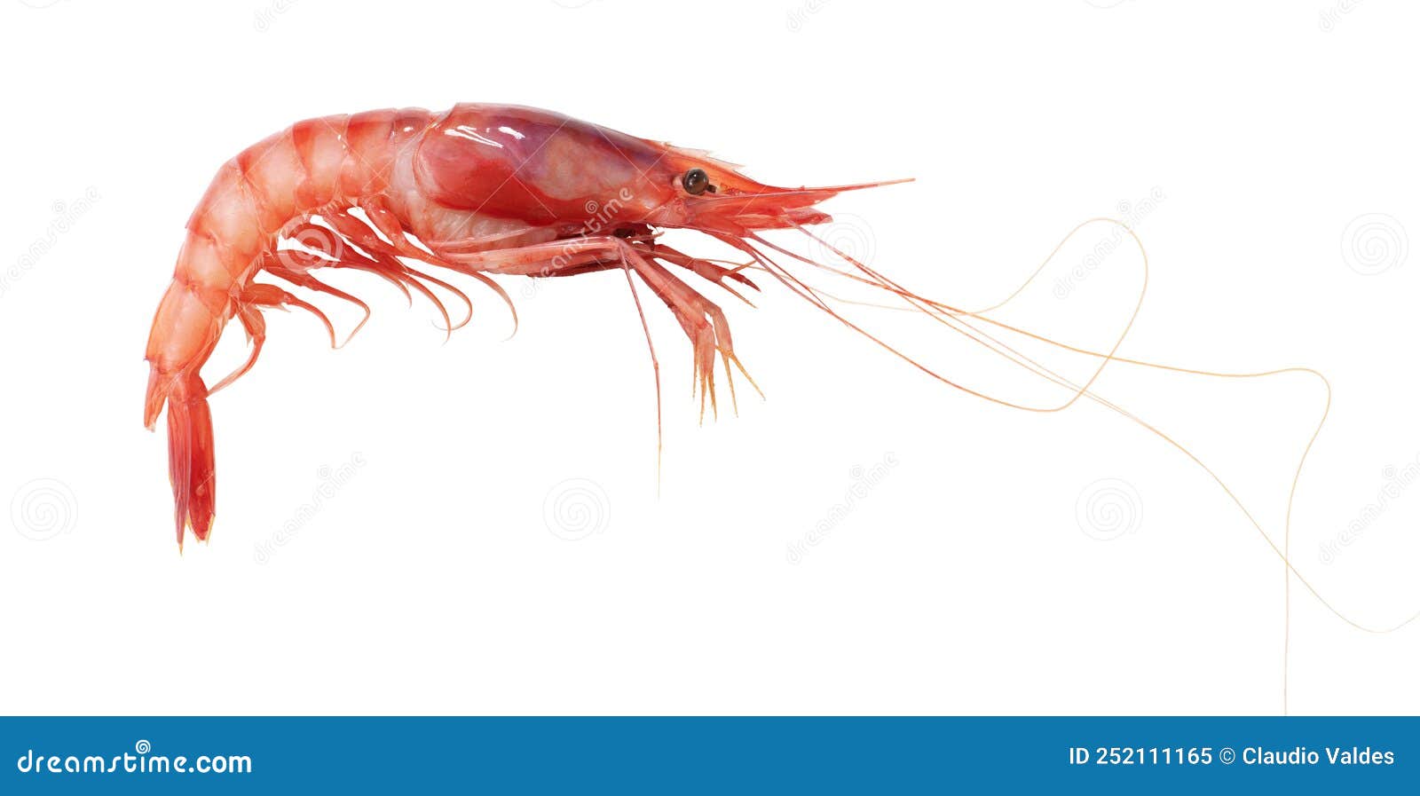 Red Prawn Isolated on White Stock Image - Image of gourmet, shellfish ...