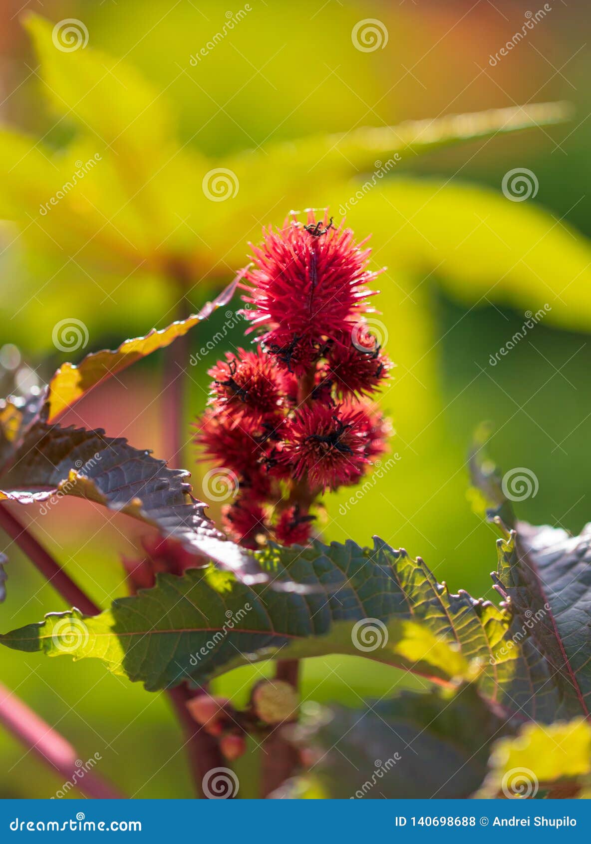 Red Prickly Fruits on the Plant Stock Photo - Image of garden, bean ...