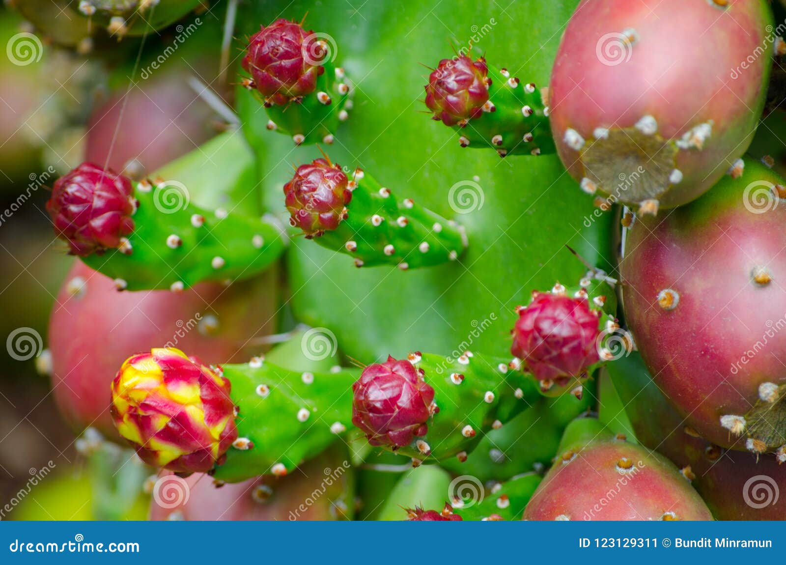 Red Prickly Pear Cactus Fruit in a Tropical Botanic Garden. Stock Image ...