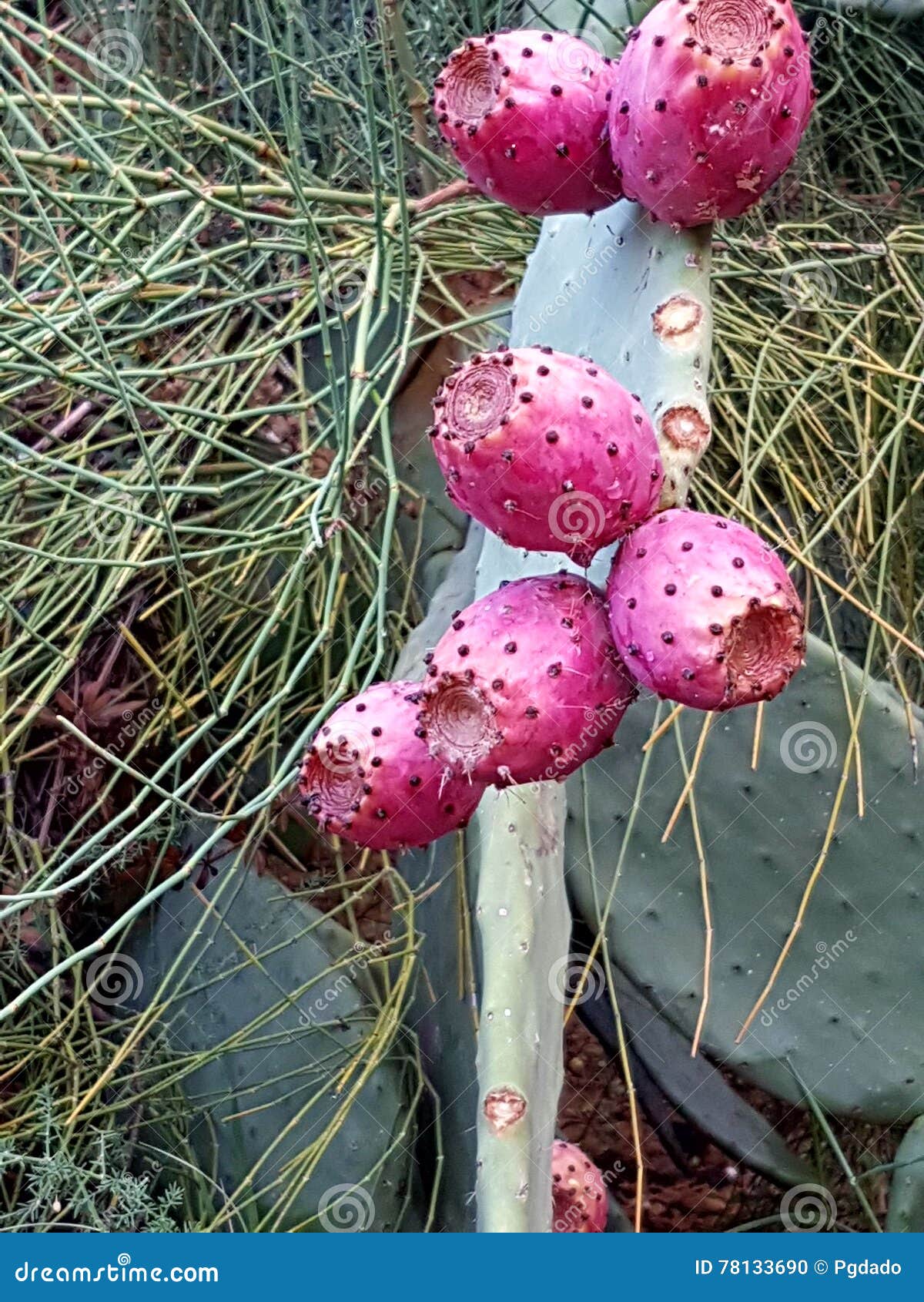 Red prickly pear stock photo. Image of pear, prickly - 78133690