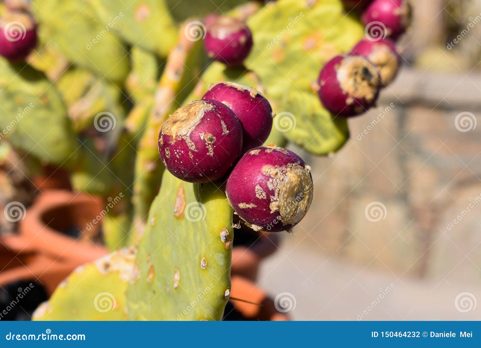 Red Prickly pears stock photo. Image of fruits, canary - 150464232