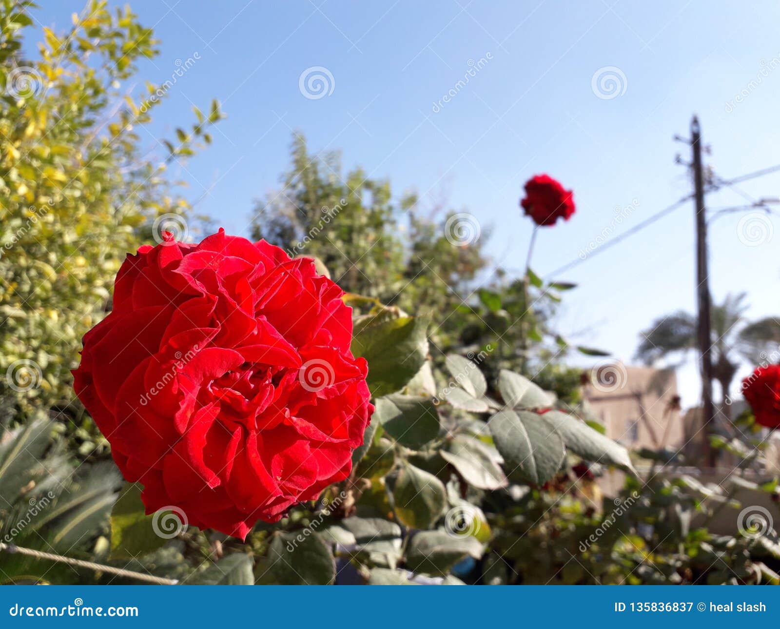 Red prime rose stock image. Image of rose, full, prime - 135836837