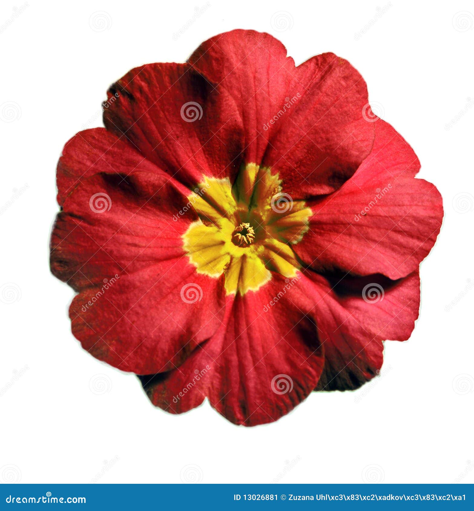 Red primrose stock image. Image of plant, green, bloom - 13026881