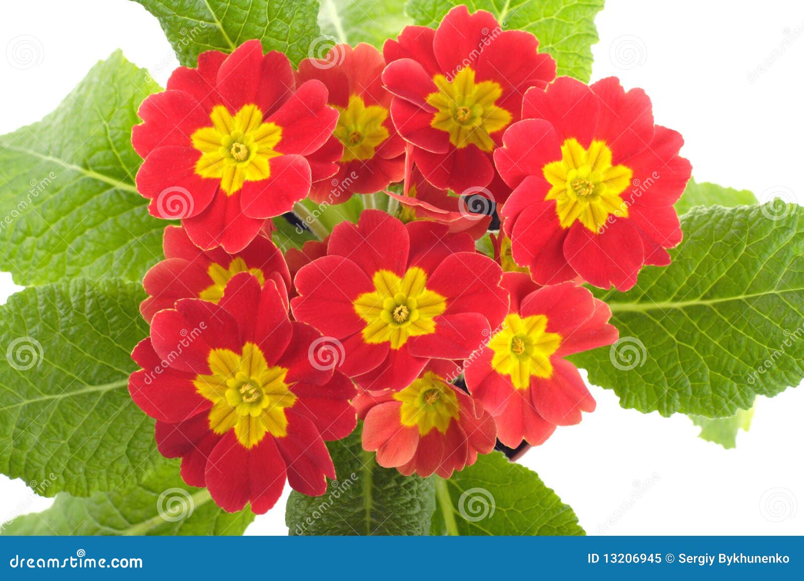 Red primrose stock image. Image of yellow, spring, green - 13206945