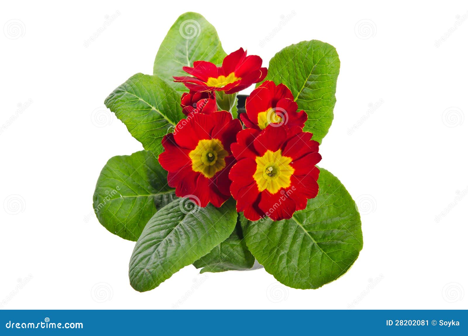 Red primrose stock image. Image of blossom, primula, potted - 28202081