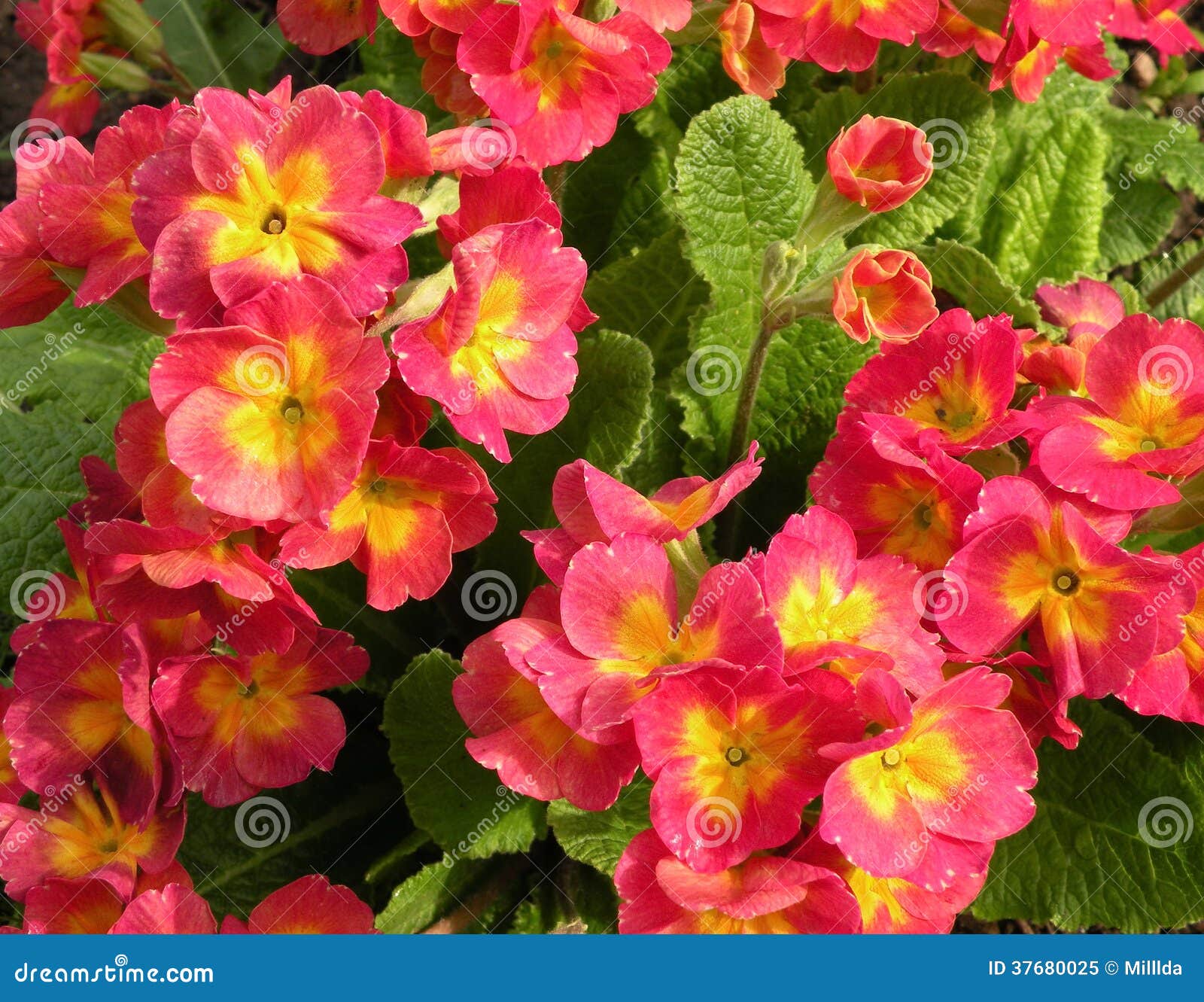 Red primrose stock image. Image of closeup, yellow, view - 37680025
