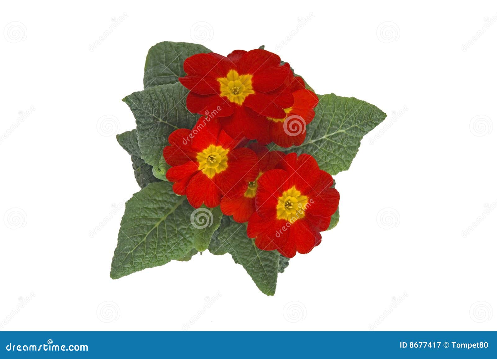 Red primrose stock image. Image of beginnings, easter - 8677417