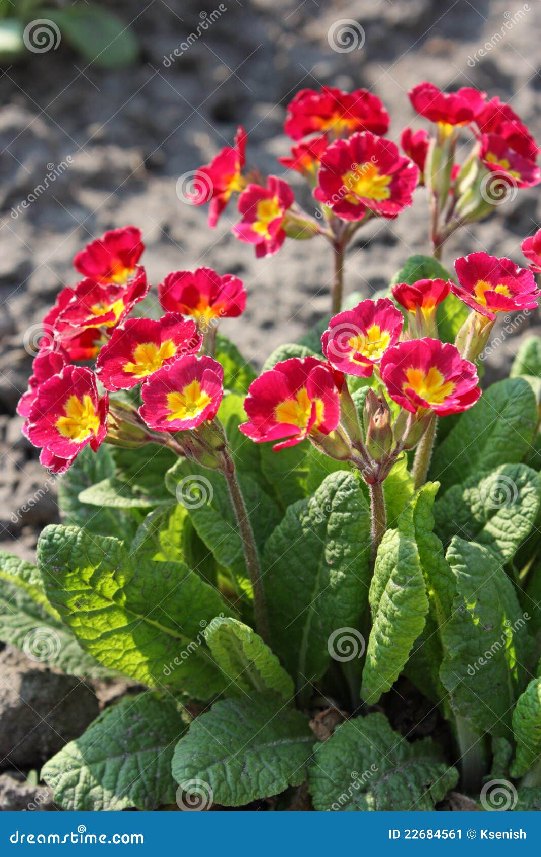 Red primrose flower stock image. Image of spring, park - 22684561