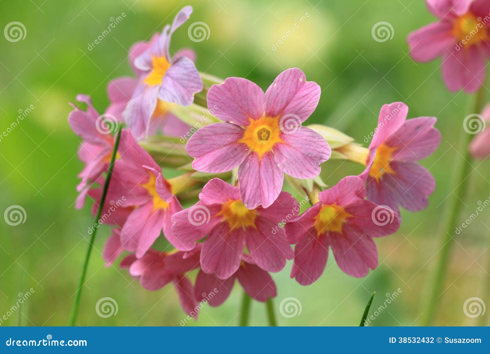 Red Primrose Flower in the Garden Stock Photo - Image of flora, flower ...
