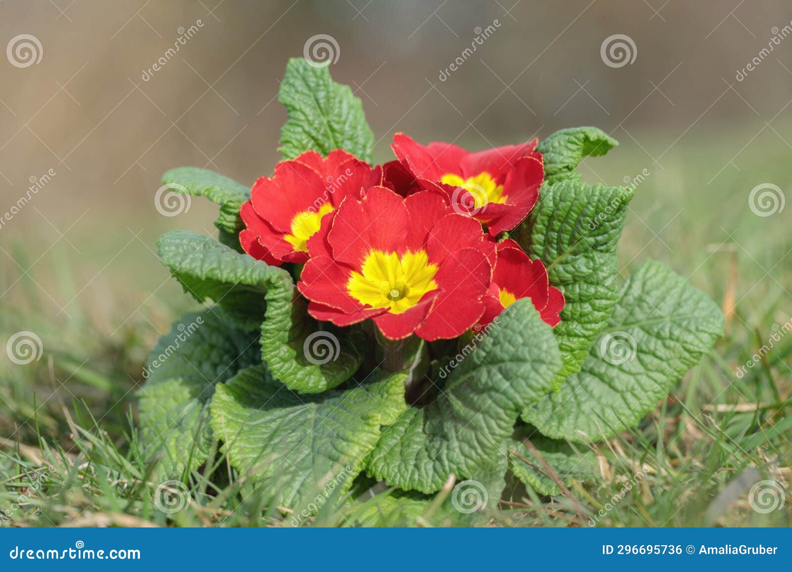 Red primrose. stock photo. Image of vulgaris, grass - 296695736