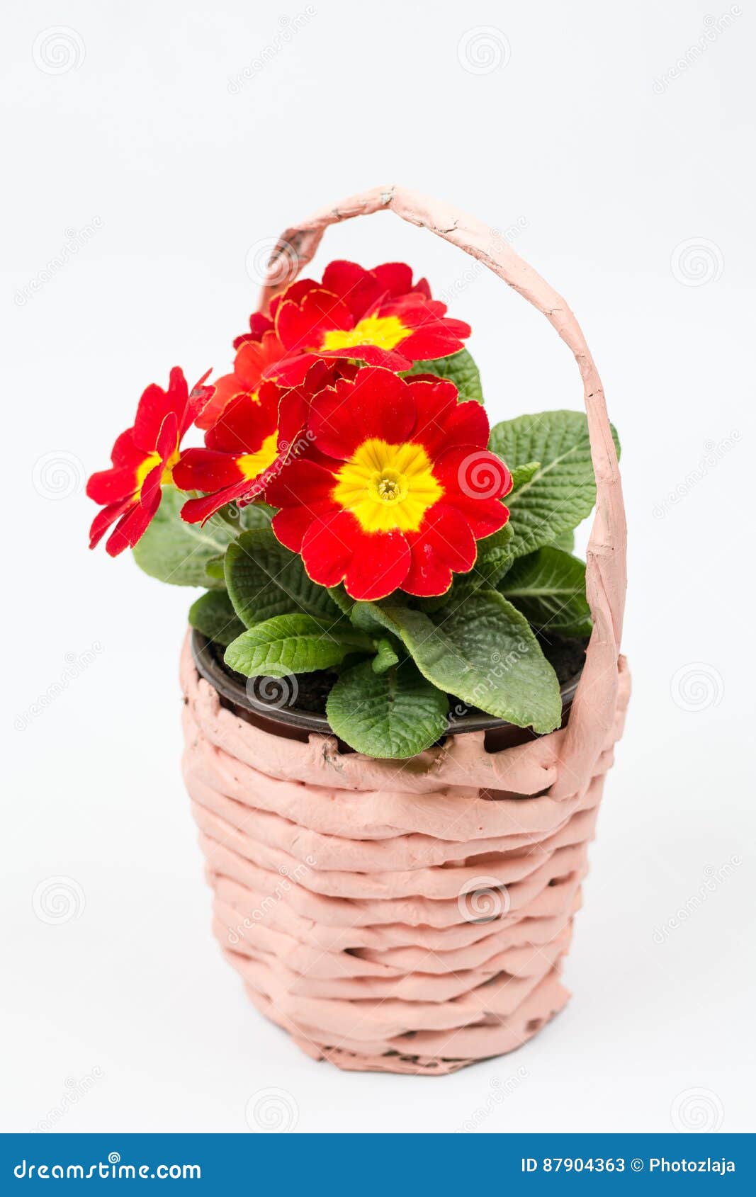 Red Primrose Flower Isolated Over White Background Stock Image - Image ...