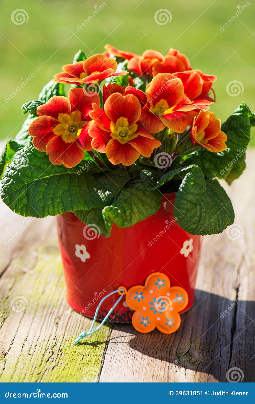 Red primrose stock image. Image of flower, spring, primrose - 39631851