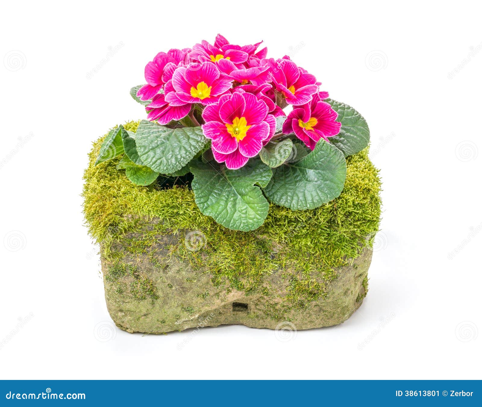 Red Primrose in a Flower Trough Stock Image - Image of petals, flower ...