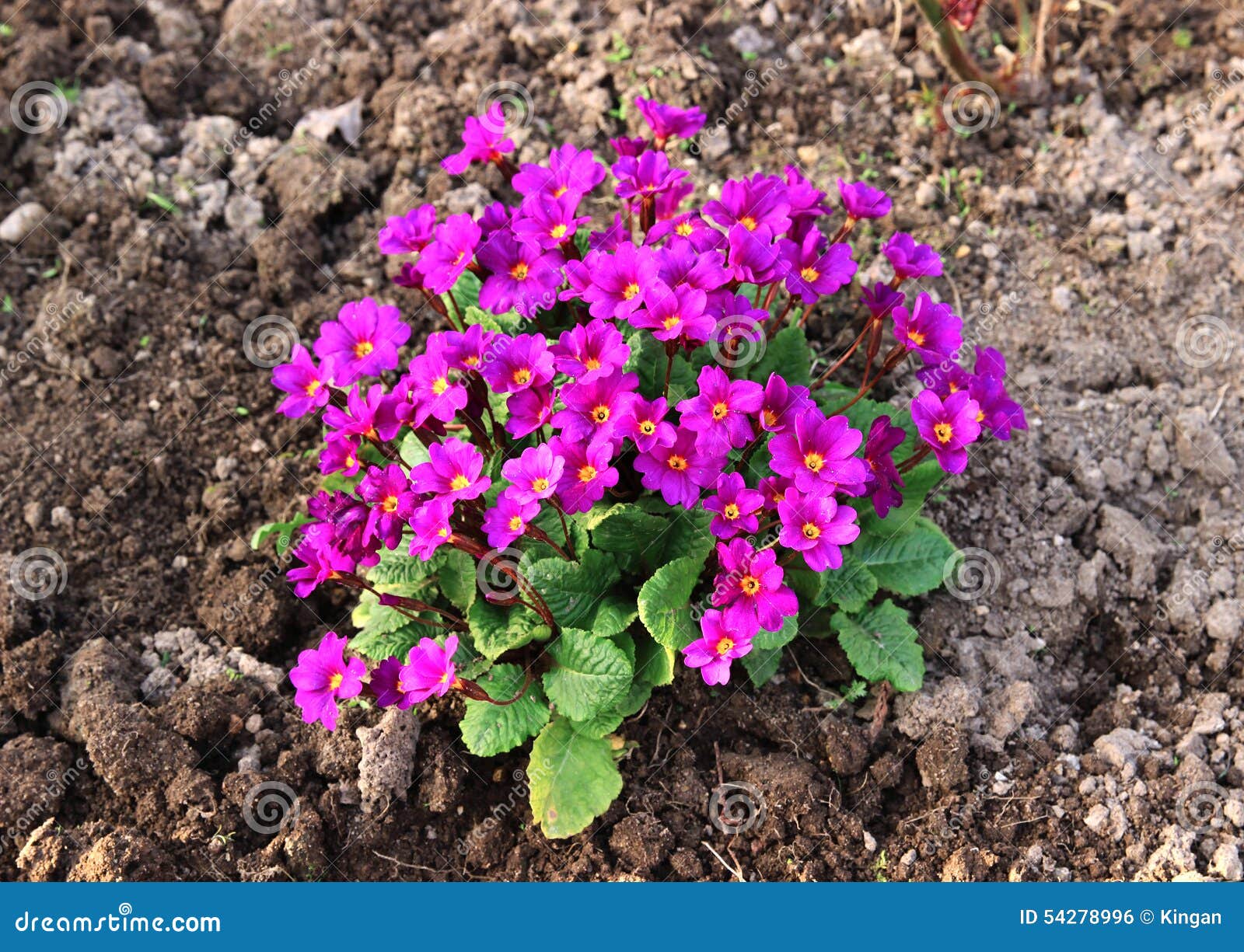 Red primrose flowers stock photo. Image of bright, leaf - 54278996