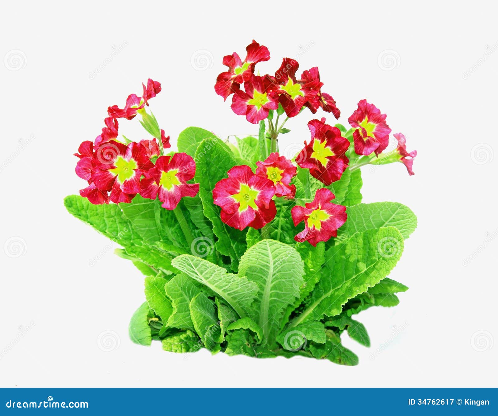 Red Primrose Flowers Isolated Stock Image - Image of bright, flower ...