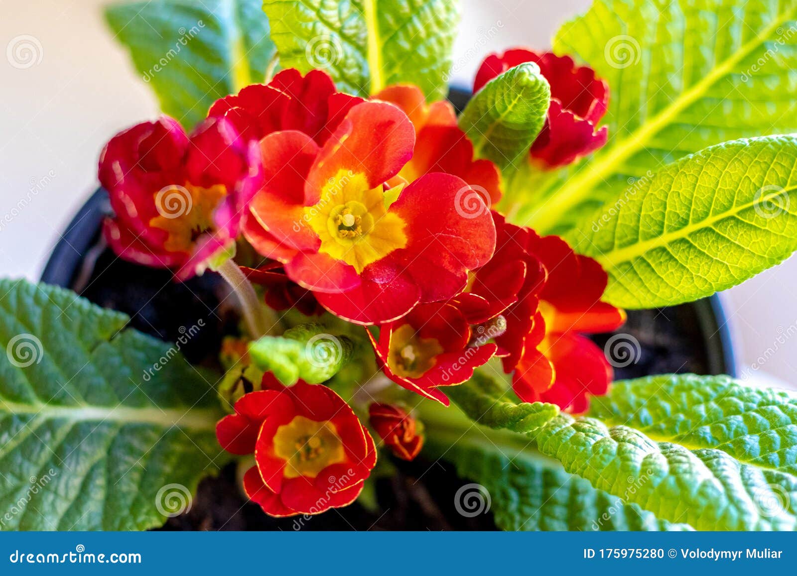 Red Primrose Flowers in a Pot, Growing Flowers_ Stock Photo - Image of ...