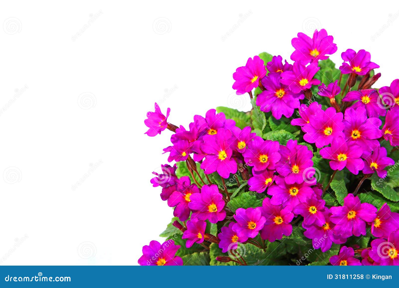 Red primrose flowers stock photo. Image of ampelous, leaf - 31811258