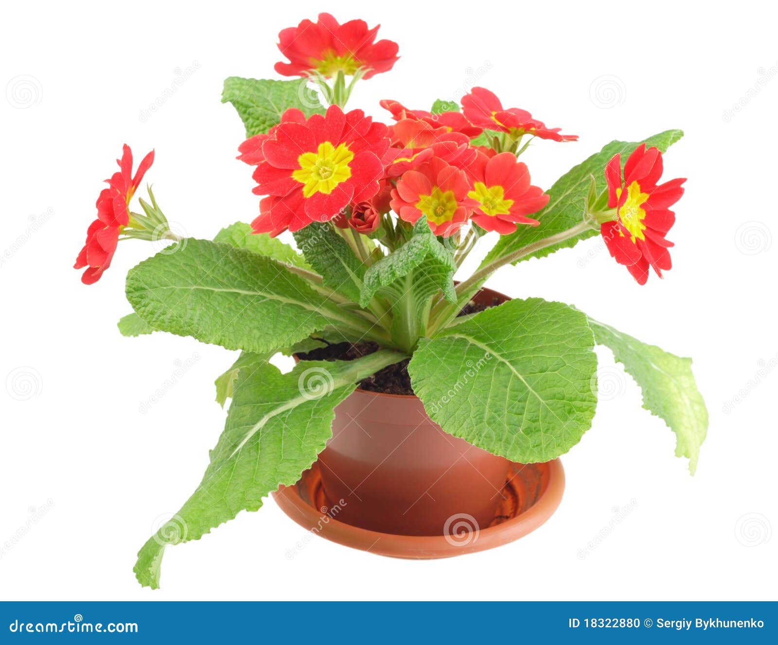 Red primrose in pot stock photo. Image of seedling, easter - 18322880