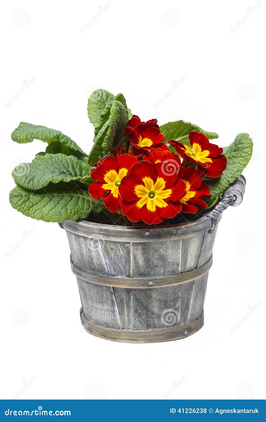 Red Primrose, Symbol of Spring Stock Photo - Image of gardening ...