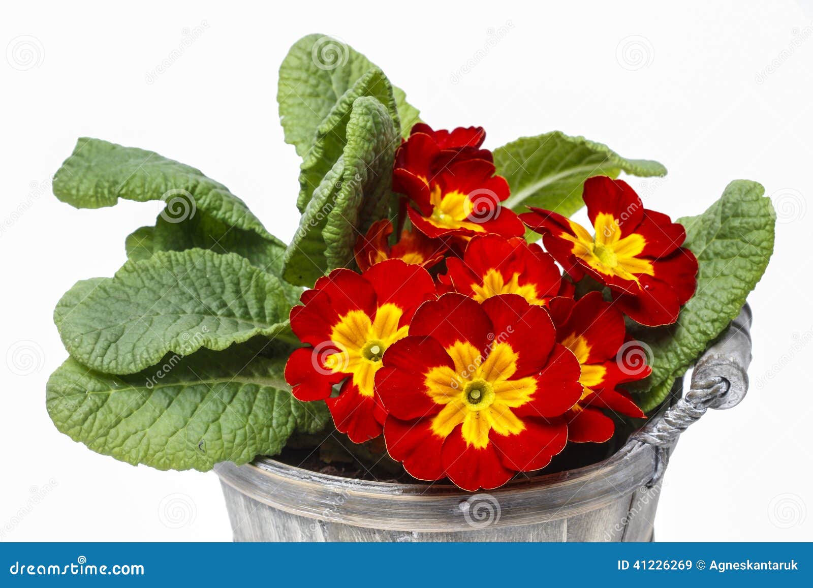 Red Primrose, Symbol of Spring Stock Image - Image of lovely, colorful ...