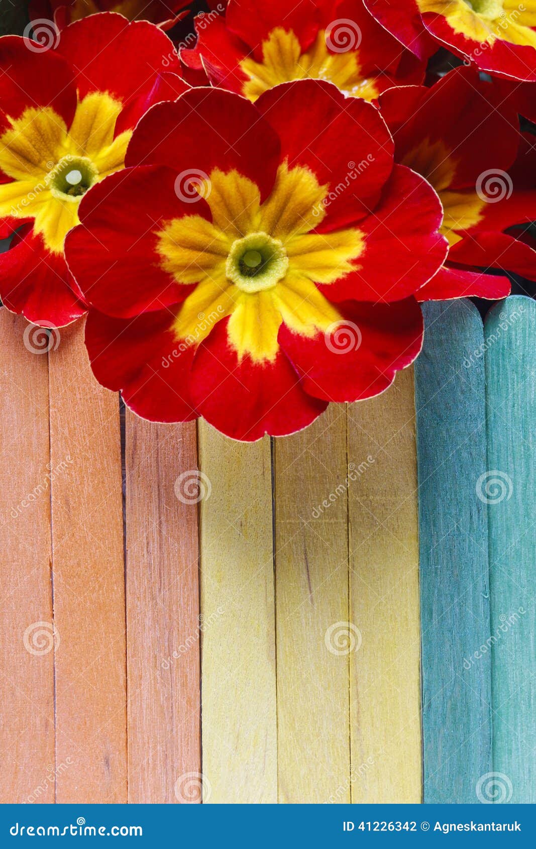 Red Primrose, Symbol of Spring Stock Photo - Image of friendship ...