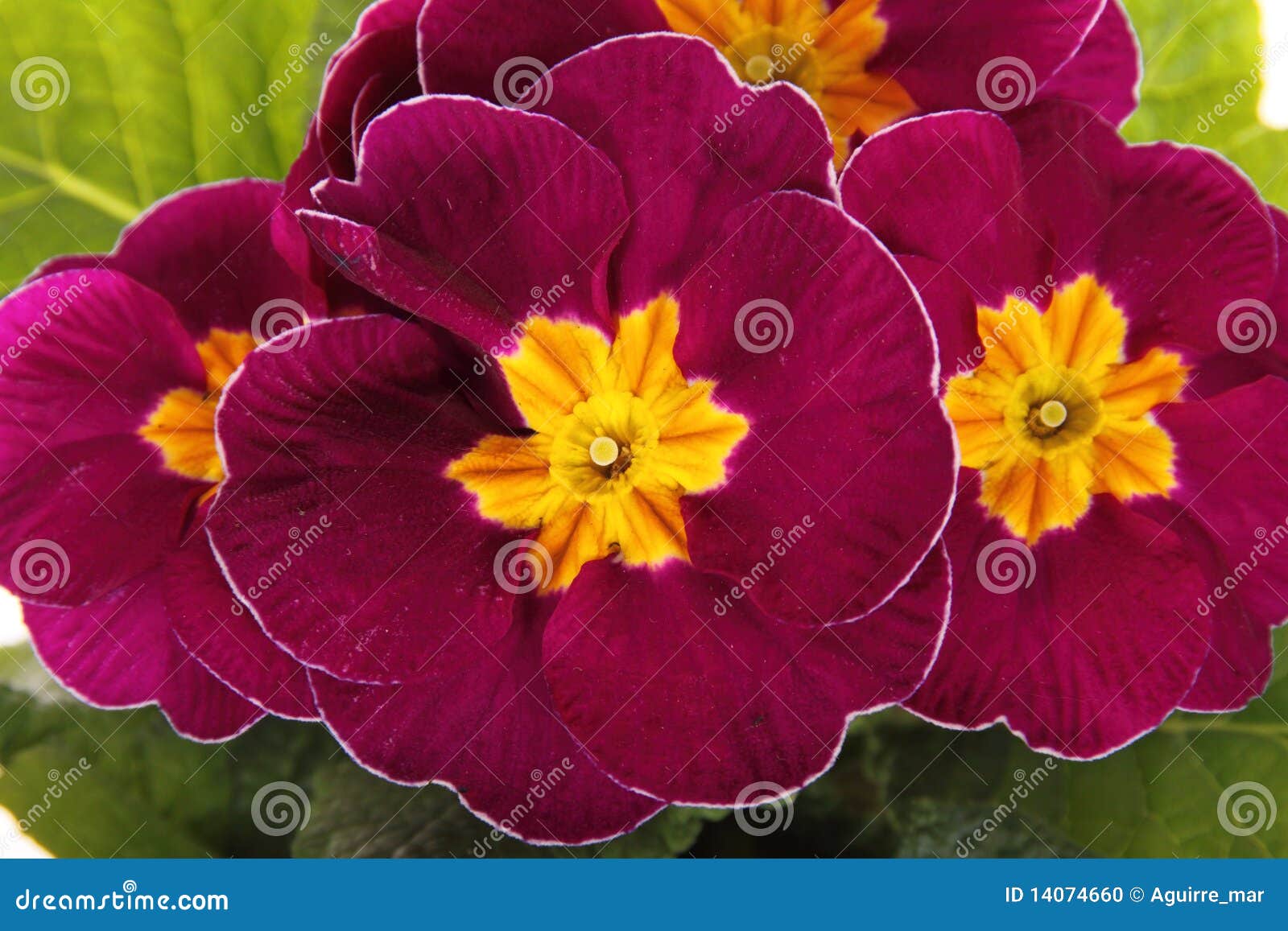 Red primroses stock photo. Image of park, color, hybrid - 14074660