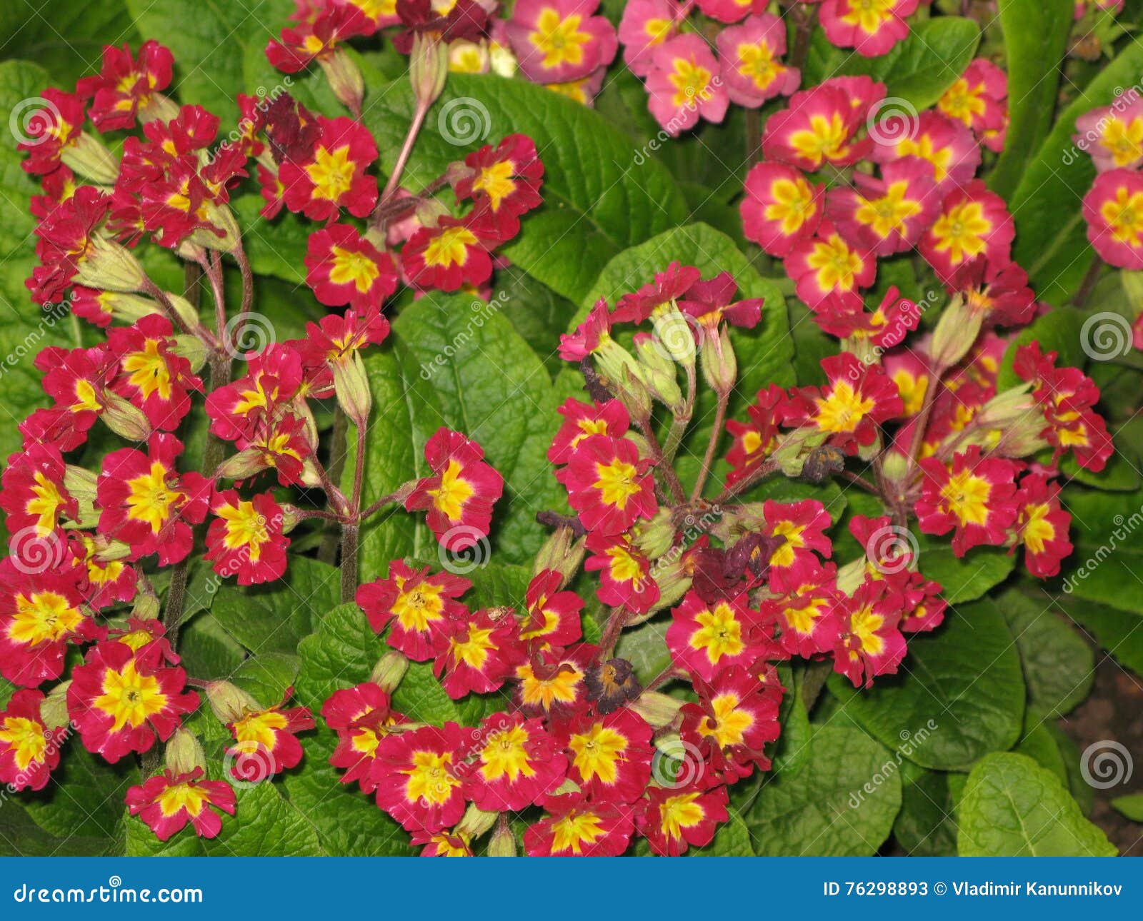 Red primroses stock image. Image of gift, spring, primroses - 76298893
