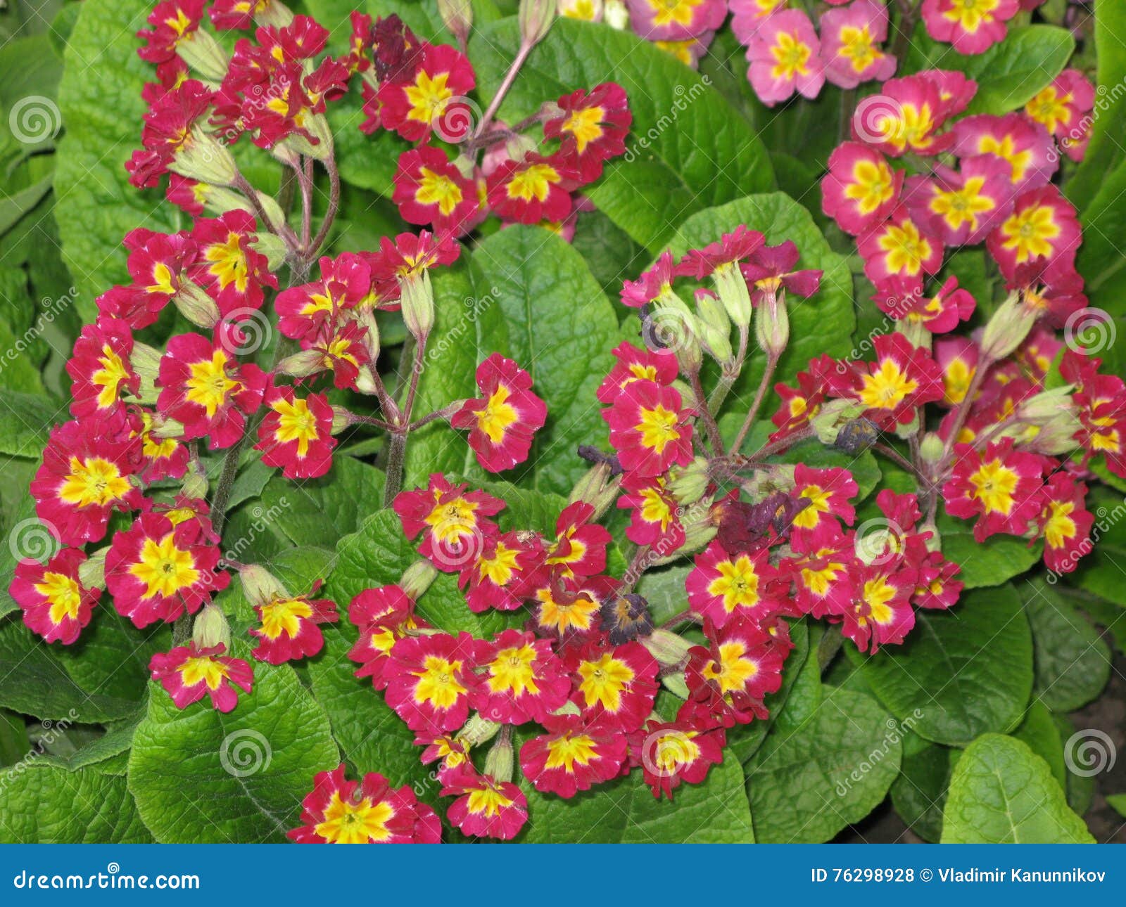 Red primroses stock photo. Image of bouquet, green, garden - 76298928