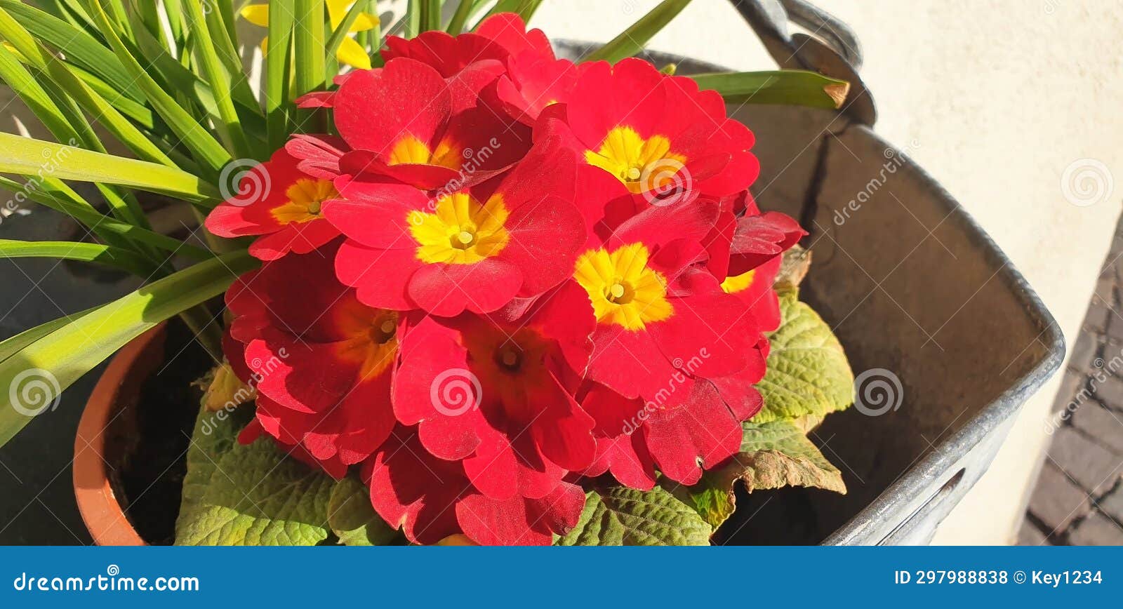 Red Primula Flowers Bloom in a Pot. Stock Photo - Image of stamen ...