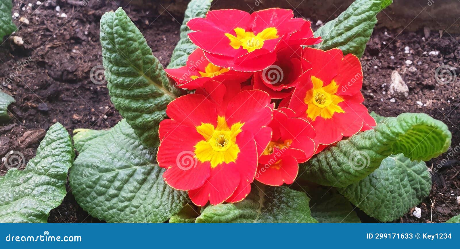 Red Primula Flowers Bloom in a Pot. Stock Image - Image of macro ...