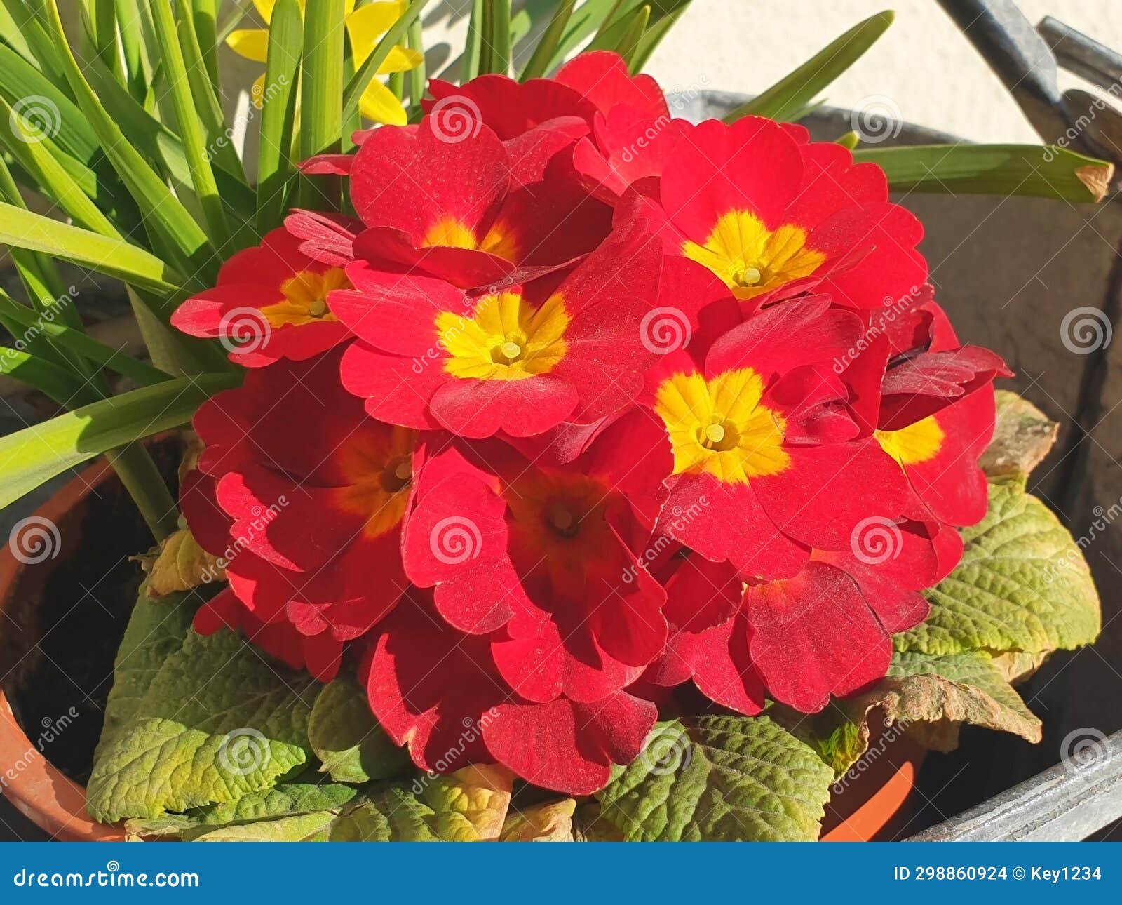 Red Primula Flowers Bloom in a Pot Stock Photo - Image of blossom ...