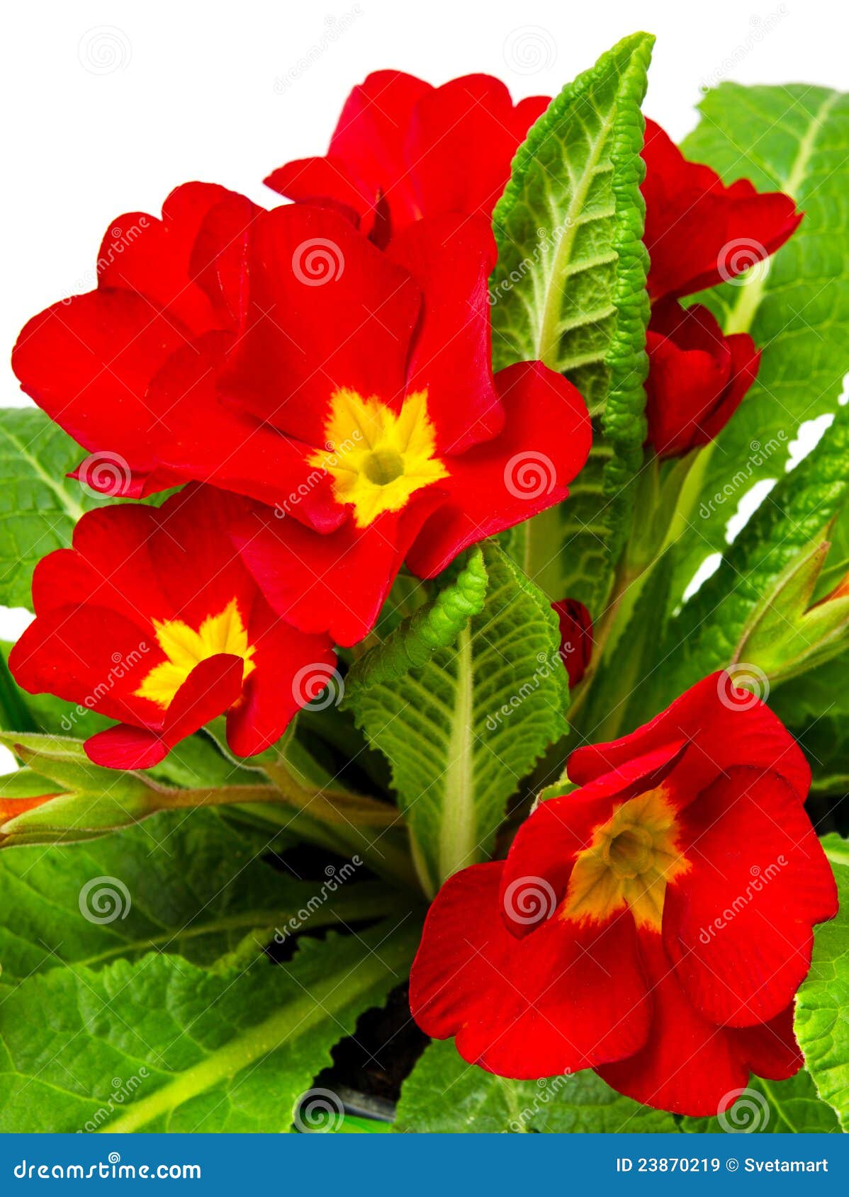 Red Primula Flowers and Plants Stock Image - Image of fresh, color ...
