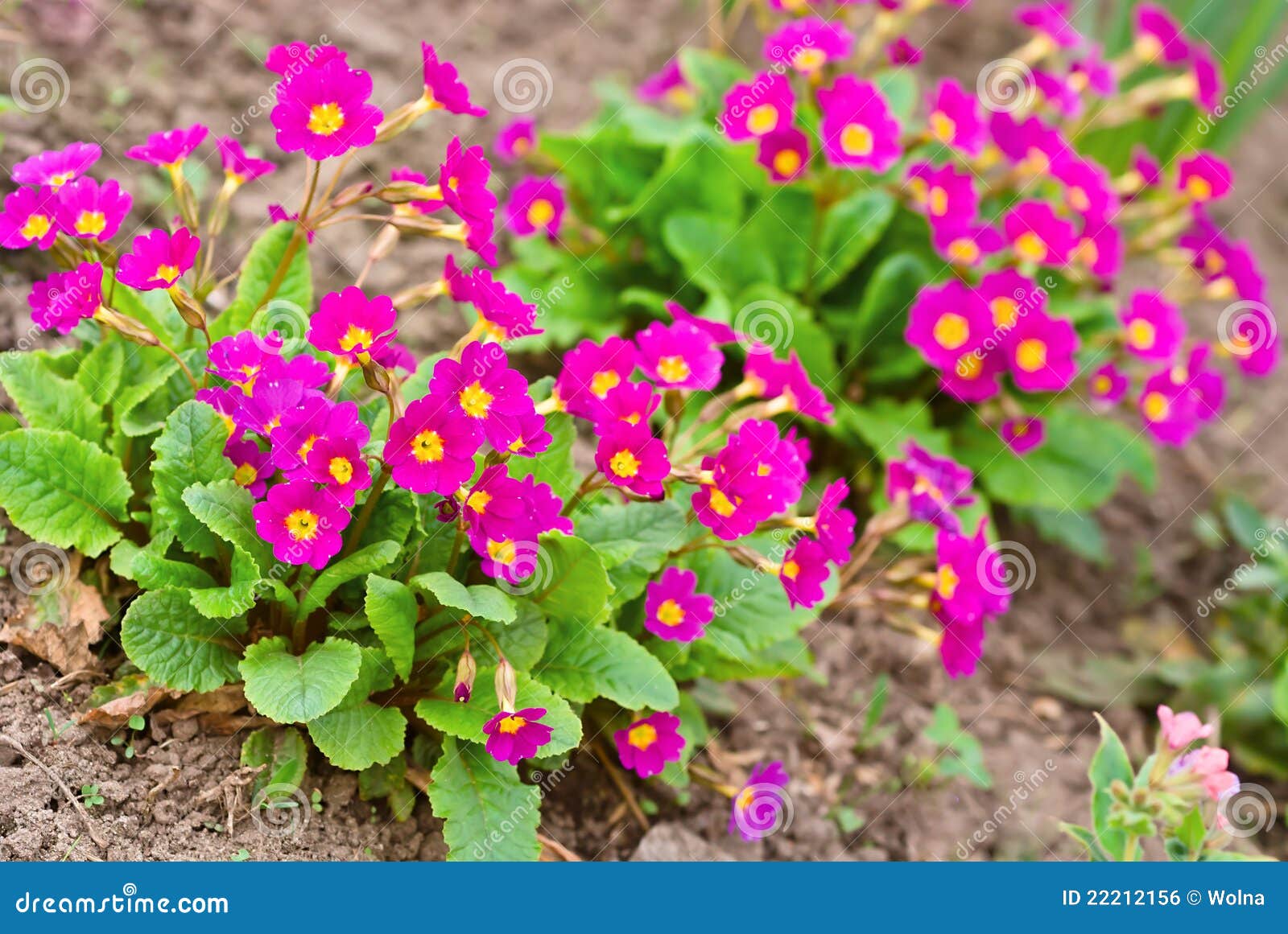 Red Primula Flowers at Spring Stock Photo - Image of petals, blossom ...