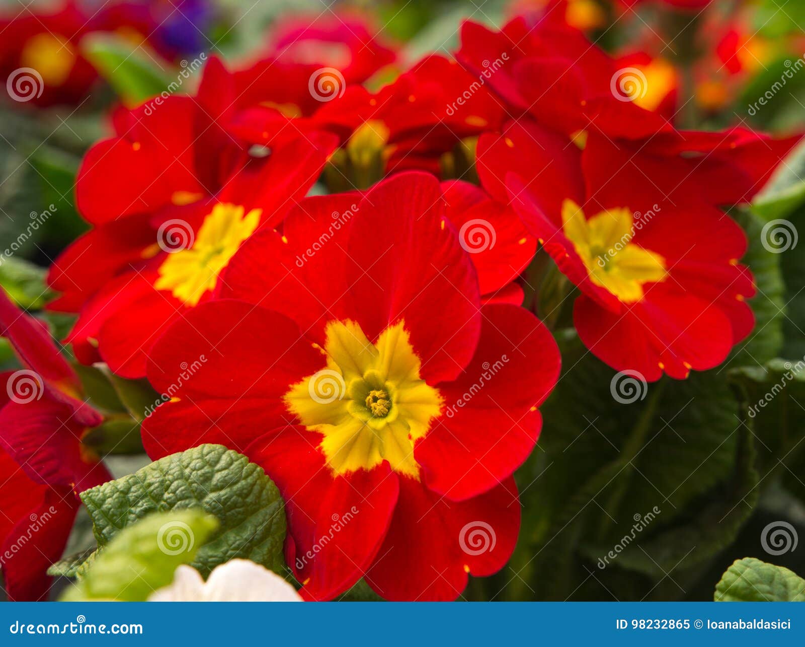 Red Primula stock image. Image of natural, spring, light - 98232865