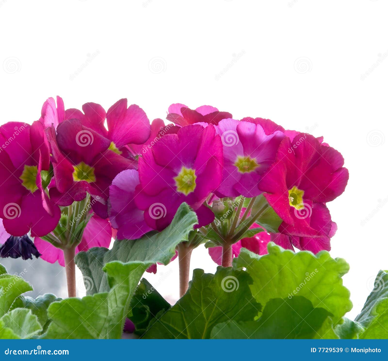 Red Primula with Green Leaves in the Pot Stock Image - Image of ...