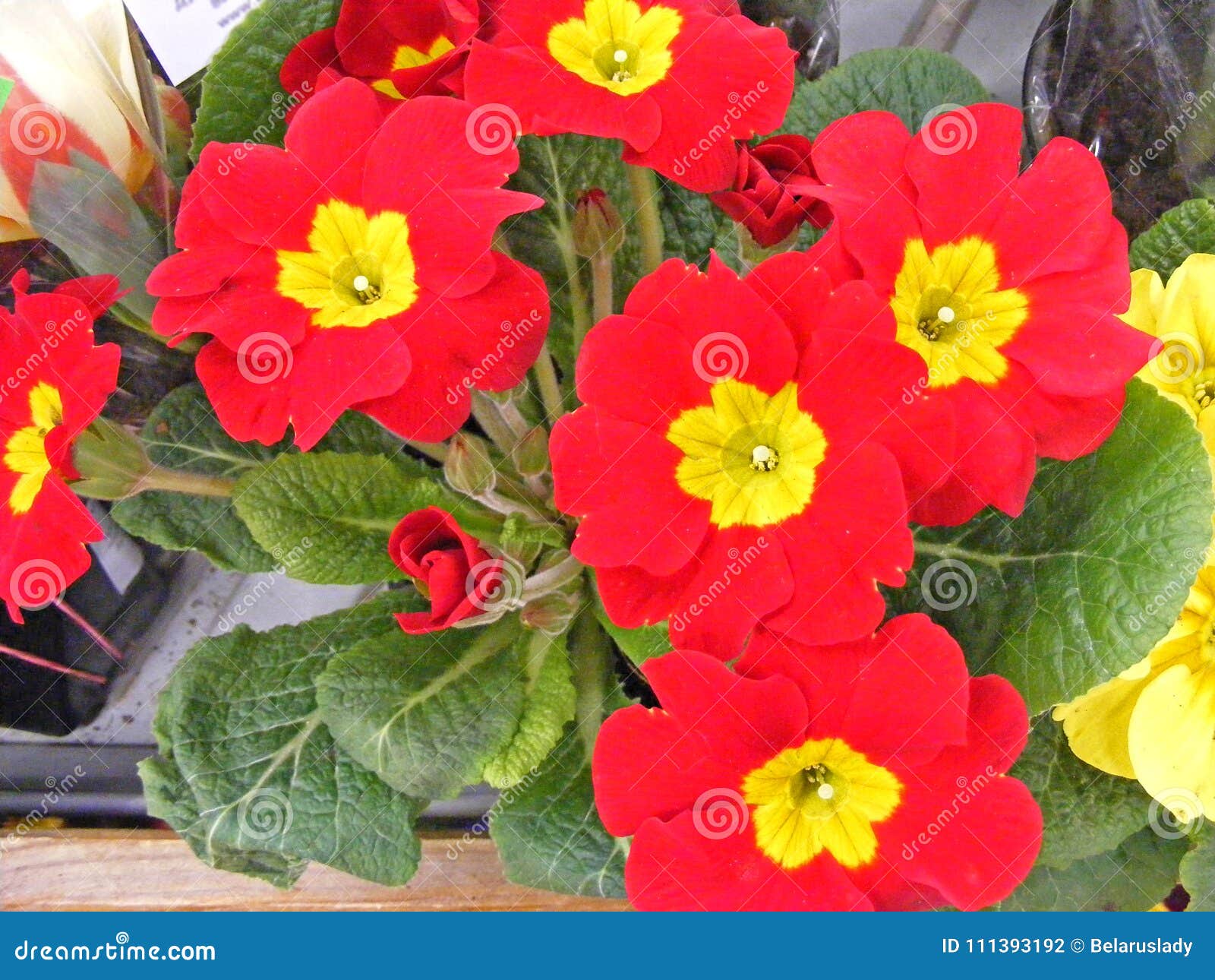 Red Primula Primrose in Pot Close Up Stock Photo - Image of bloom ...