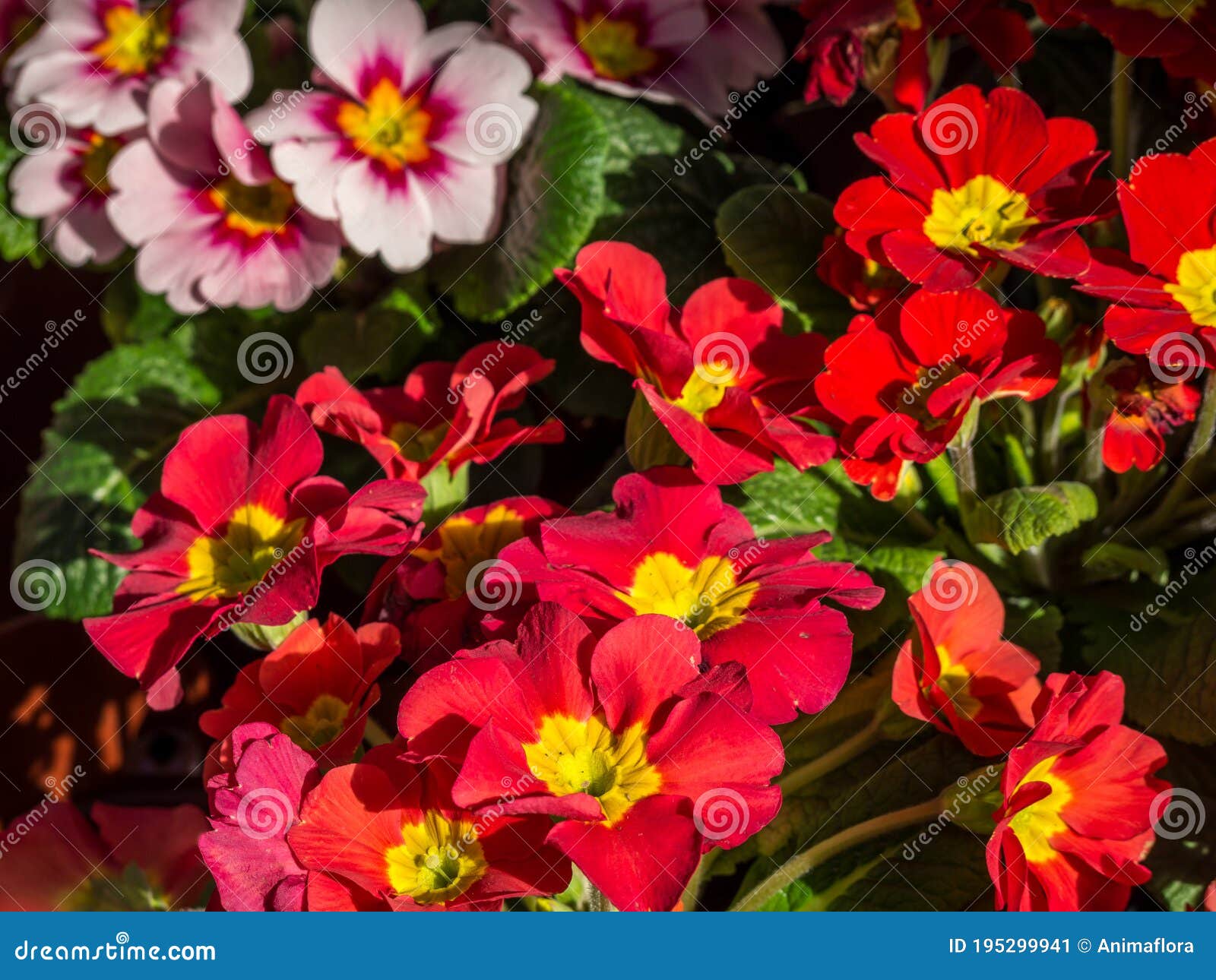 Red Primula Vulgaris in the Garden Stock Image - Image of multicolor ...