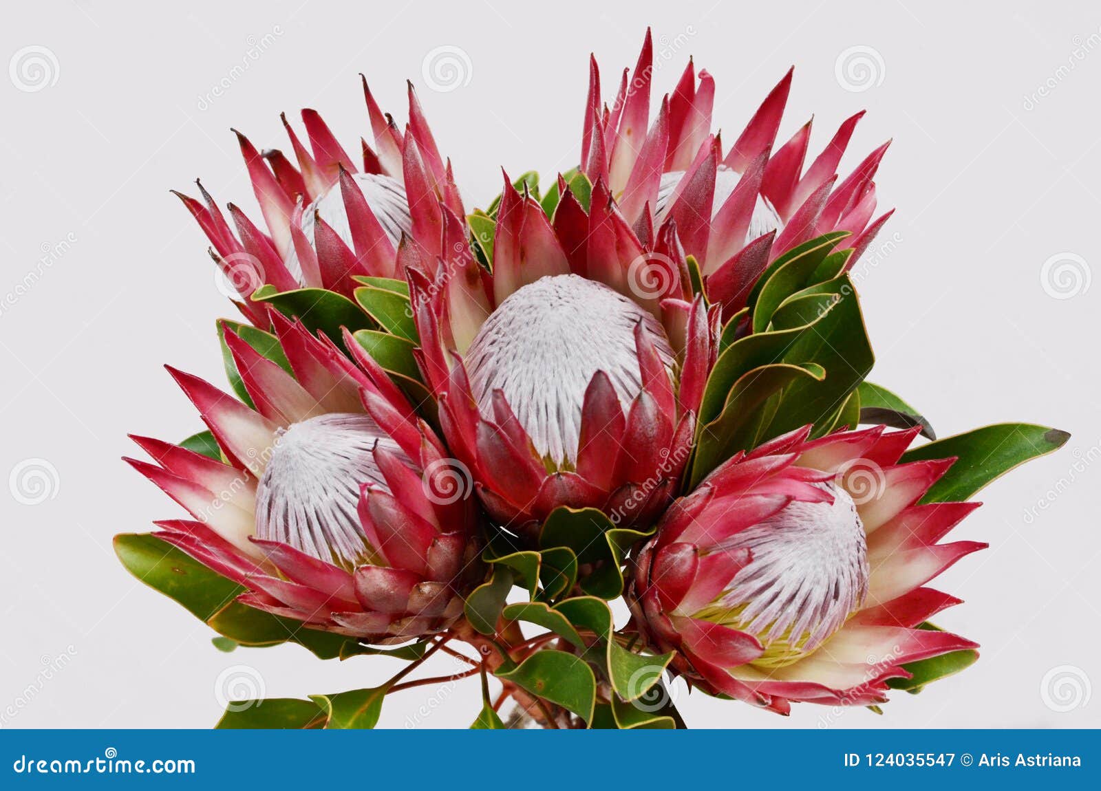 Red Protea Flower for Background Stock Image - Image of head, bright ...