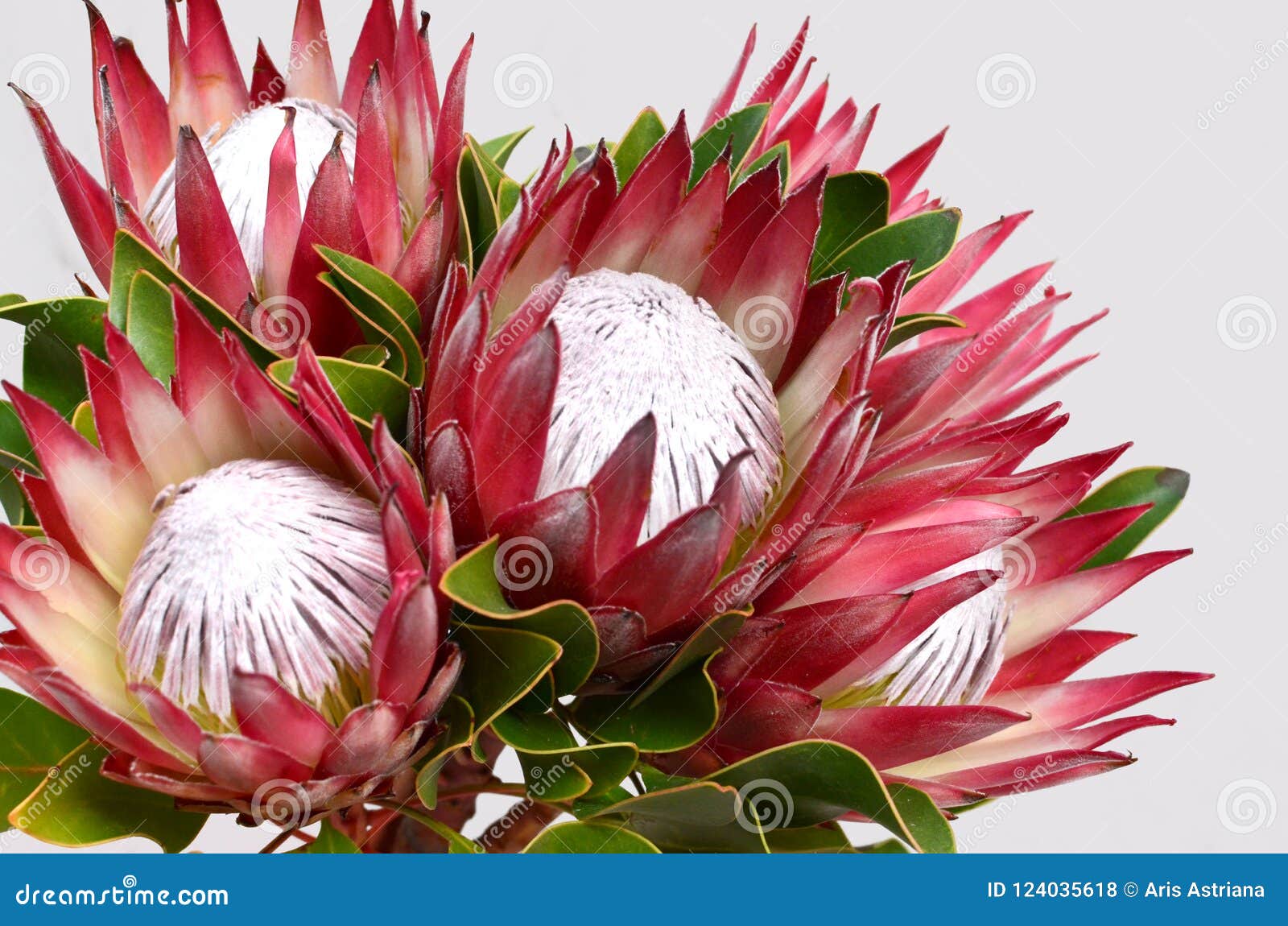 6,309 Protea Flower Photos - Free & Royalty-Free Stock Photos from ...