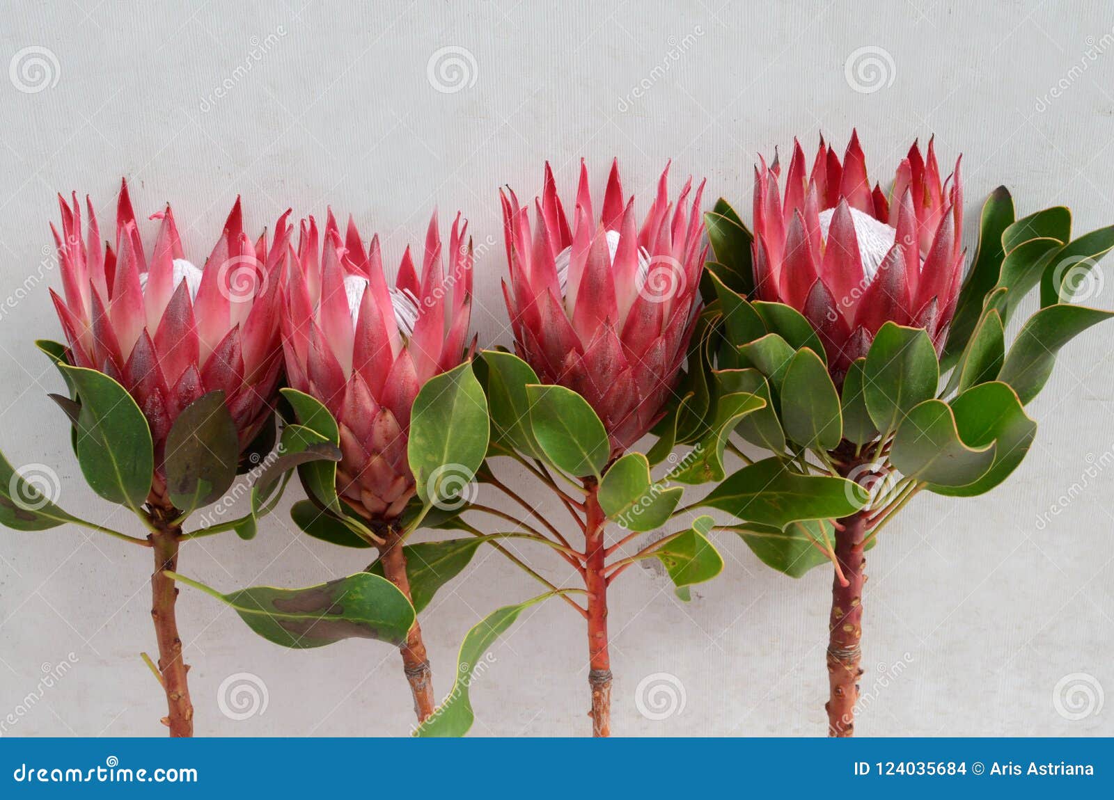 Red Protea Flower for Background Stock Photo - Image of beautiful ...