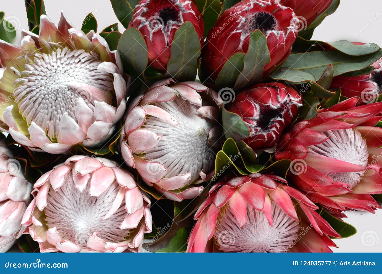 Red Protea Flower for Background Stock Image - Image of bright, closeup ...