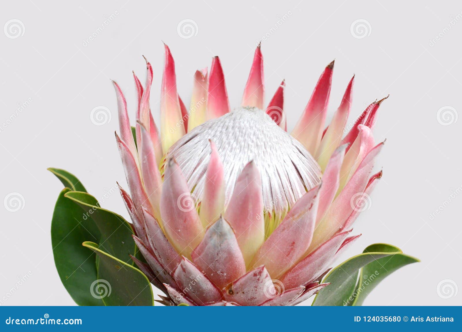 Red Protea Flower for Background Stock Photo - Image of beauty, african ...