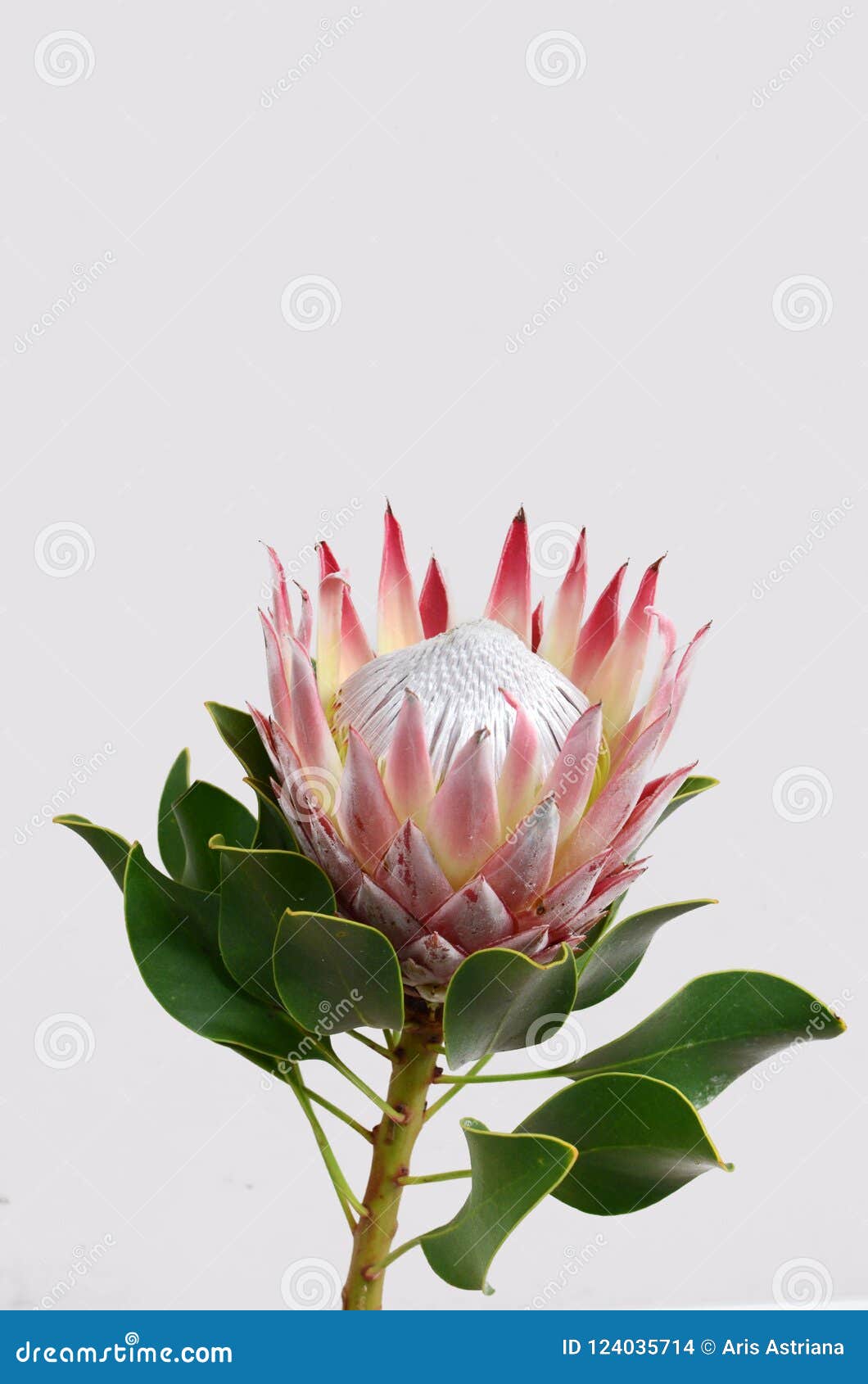 4,516 Protea Background Photos - Free & Royalty-Free Stock Photos from ...