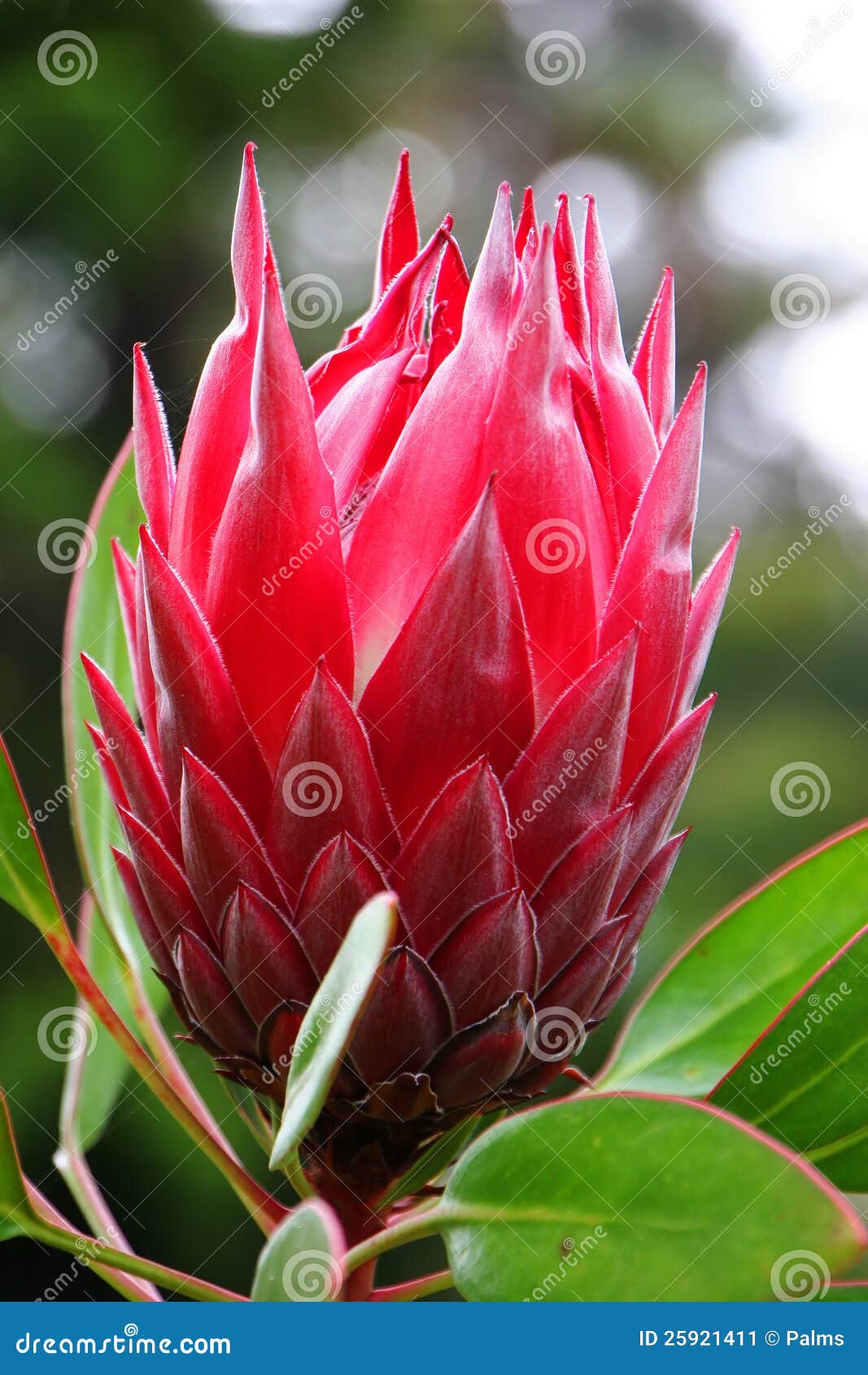 Red protea flower in bloom stock image. Image of plant - 25921411