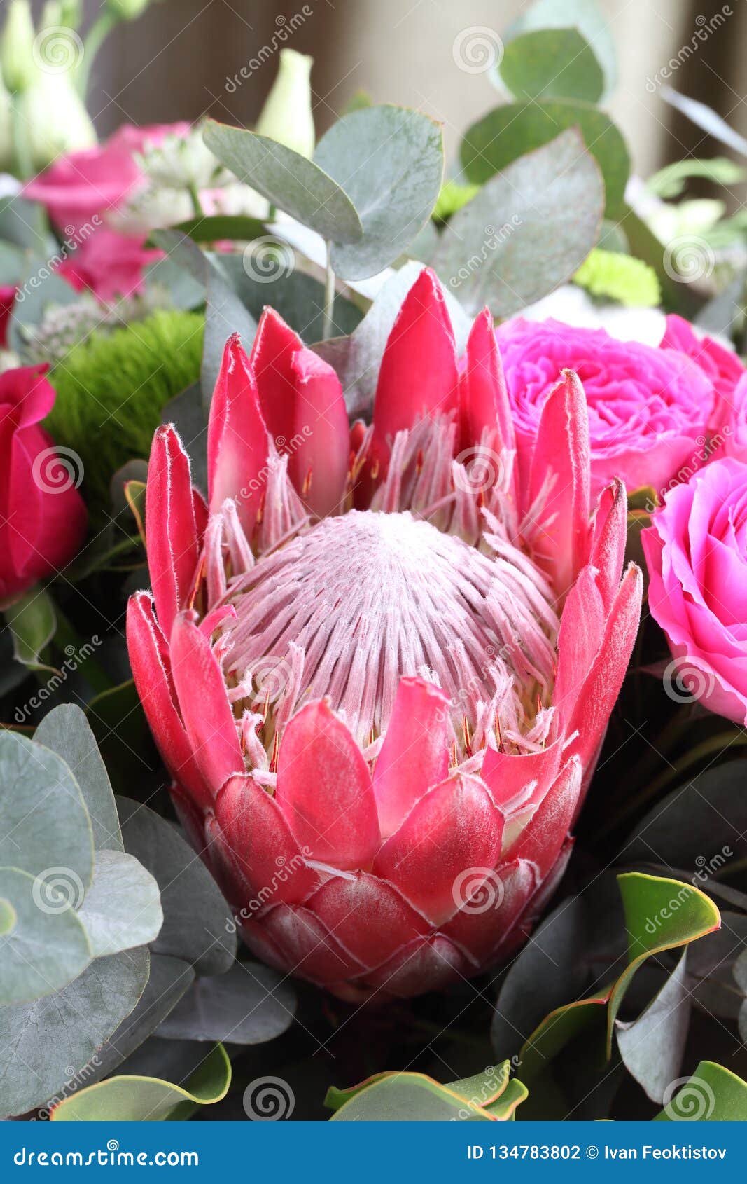 Red Protea flower stock photo. Image of pink, botanical - 134783802